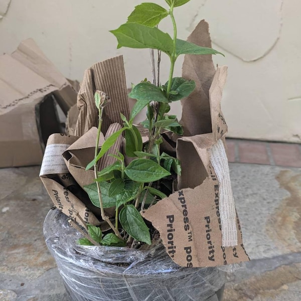 Kesar Mango Tree Plant (mangifera) Indian Queen Variety Grafted 2ft ...