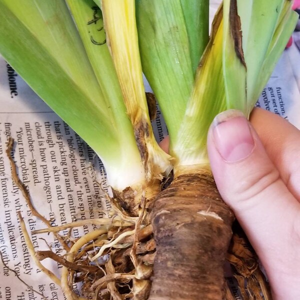 Iris 'harvest of Memories' Yellow Tall Bearded Reblooming Iris - Etsy
