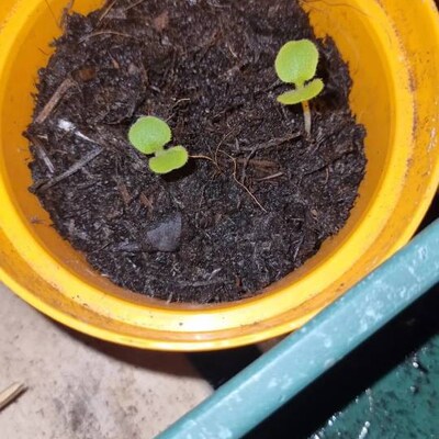 Red Lampranthus Ice Plants Drought Tolerant Coastal Hardy Trailing ...