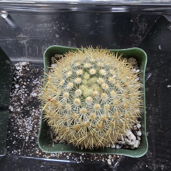 Mammillaria Laui Subducta Cactus Plant - Etsy