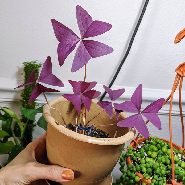 Oxalis Purple Shamrock | Bulk Set of 10 Live Pips | Flower Bulbs ...