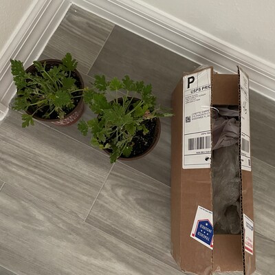 Flowerpotnursery Moonlight Fern Cretan Brake Fern Pteris Cretica Mayii ...