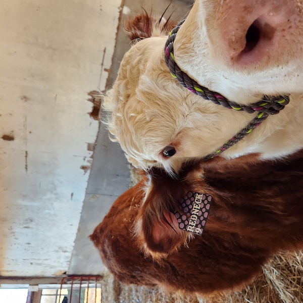 Custom Livestock Eartags- GLITTER - Etsy