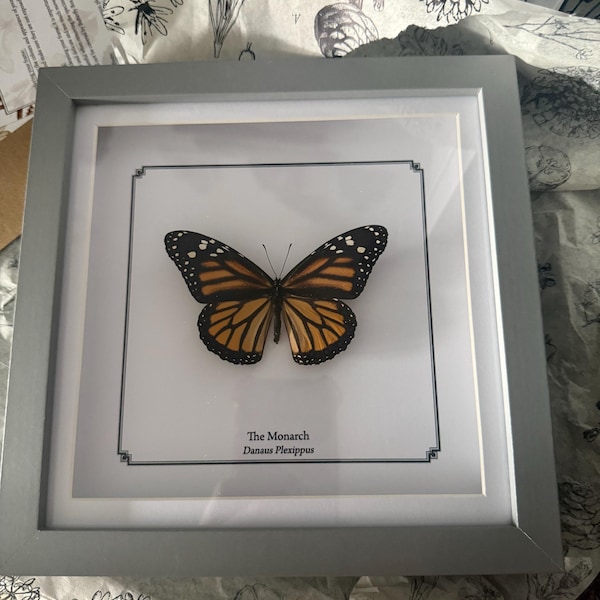 Spotted Sawtooth Butterfly Necklace, Real Butterfly Wing Necklace ...