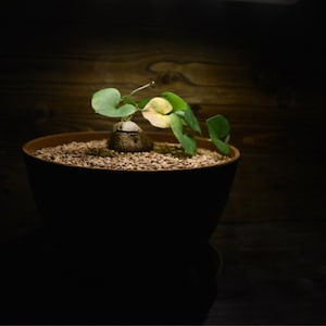 Stapelia Rufa - Etsy