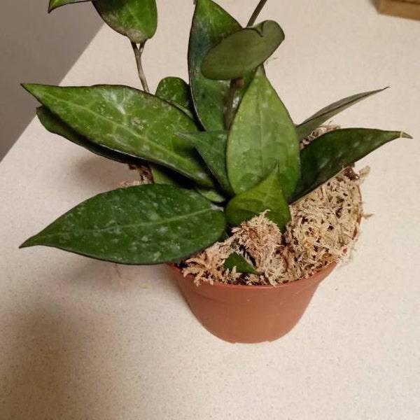 Mican Philodendron | Velvet Leaf Philo | Indoor & Outdoor Live Tropical ...