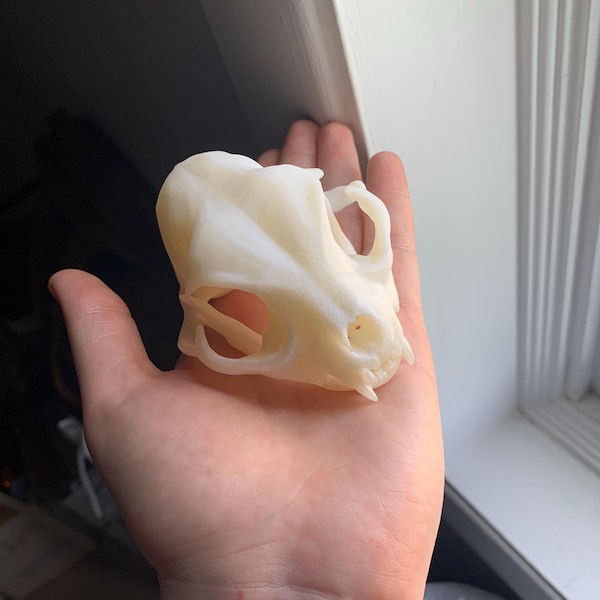 Domestic Cat Skull • Replica Animal Skull • 3D Printed - Etsy