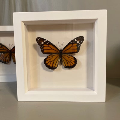 Real Framed Butterfly Monarch Butterfly Display 6x6 - Etsy