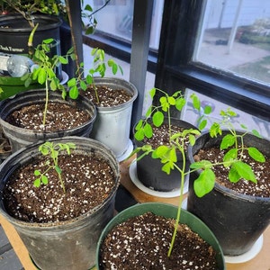 Epiphyllum Medora,one Live Plant in Pot ,hard to Find. - Etsy Canada