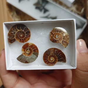 DELUXE Fossil Collection Mystery Box - Etsy