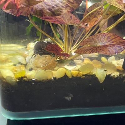 5 Indian Almond Leaves Nano, 5 Filao Cones & 10 Alder Cones Package for ...