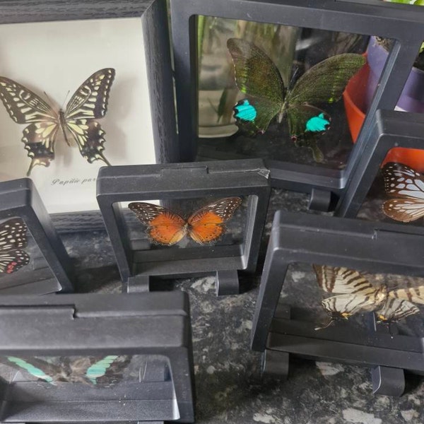 Real Butterfly 3D Floating Frame With Support Base ,original Butterfly ...