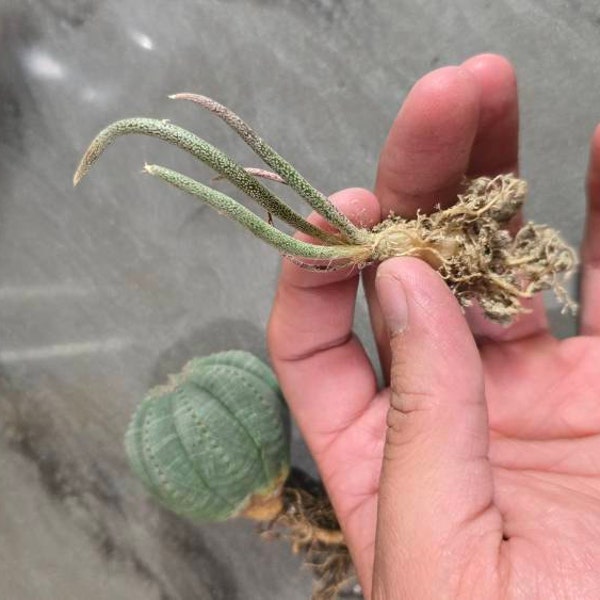 Ledebouria Sp. Barberton - Etsy