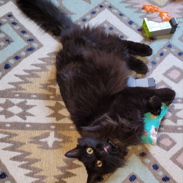 Handcrafted Catnip Mushroom Cat Toy - Etsy