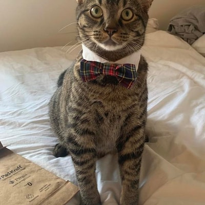 Red Chevron Skinny Cat Tie Cat Necktie Cat Necktie Collar - Etsy Canada