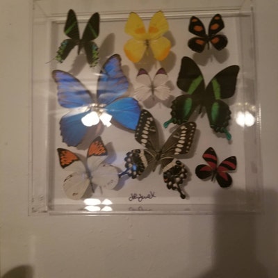 10x10 NEW Real Butterfly Display Real Butterflies Mounted - Etsy