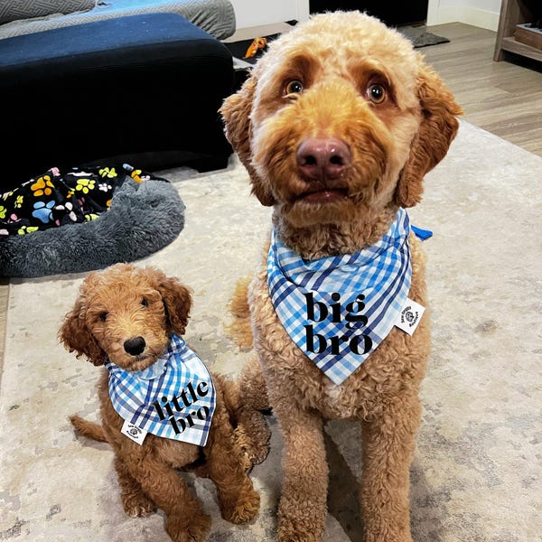 Dog Bandana Holder, Pet Bandana Organizer, Dog Clothing Organizer, Dog ...