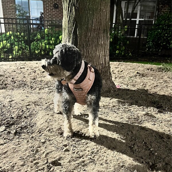 Pumpkin Patch Boho Dog Harness, Cute Fall Dog Accessory, Girl Dog ...