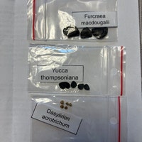 Pinus Roxburghii Chir Pine Pinus Longifolia 5 Samen - Etsy.de