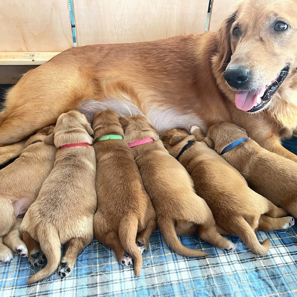 Whelping Box, Weaning Box, EXTRA LARGE, Dog/puppy Pen, Quickwhelp - Etsy