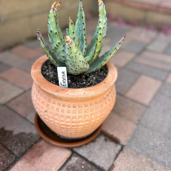 Specimen 5g Aloe Esculenta,rarely Seen Aloe of Angola. Gorgeous ...