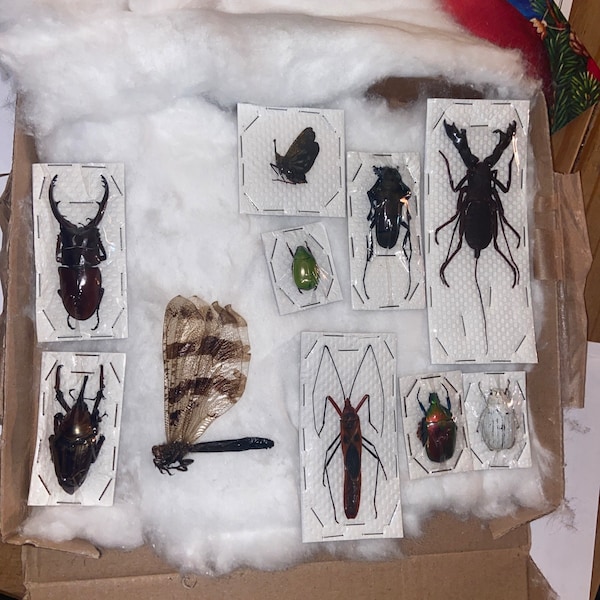 A Starter Pack of Real Beetles and Insects for Your Artwork or Hobby - Etsy