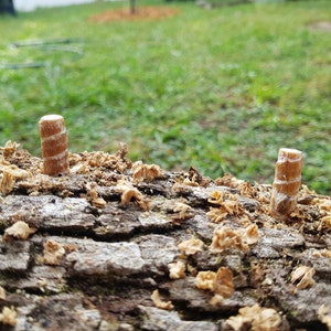 Shiitake Mushroom Plug Spawn 100x FREE USA Shipping - Etsy