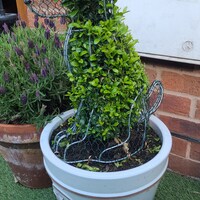 Handmade Topiary Squirrel Frame - for Plants - Perfect for the Budding ...