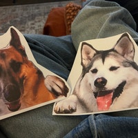 English Shepherd Car Decal, English Shepherd Magnet, English Shepherd ...