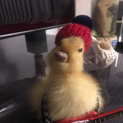 Taxidermy Duckling Rockstar Duck Guitar Oddity Goth - Etsy