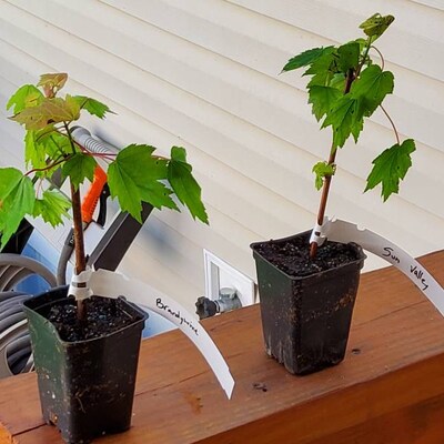 1 Eastern Redbud in a Quart Container - Etsy