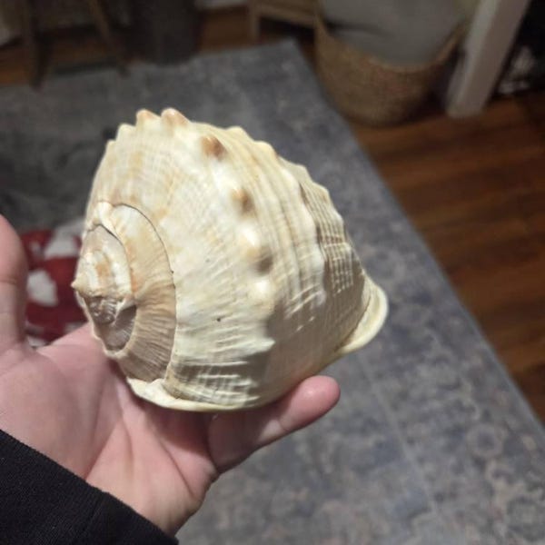 Queen Emperor Helmet Shell (cassis Madagascariensis) - Etsy