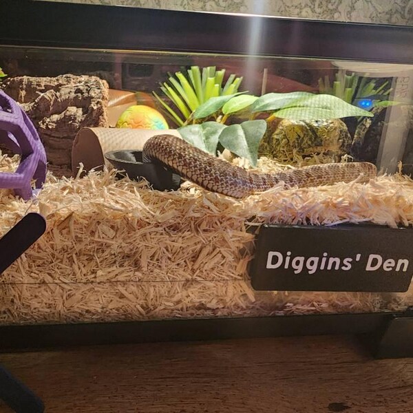 XL Hoggy Hide. Burrow Hide. Snake Hide for Western Hognose, Colubrids ...