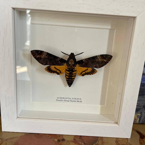 Filipino Atlas Moth Male & Female Pair in Box Frame (attacus Lemairei ...