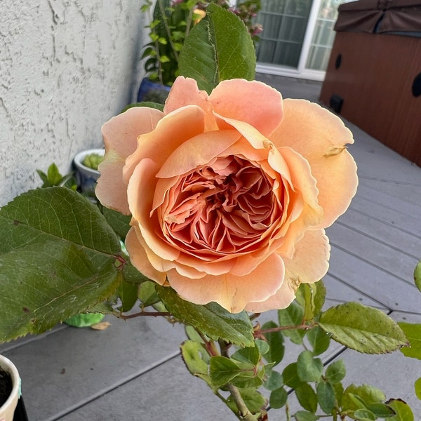 Leucaena Leucocephala, Miracle Tree, River Tamarind Tree, Guaje Seeds ...