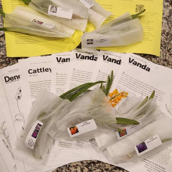 Mini Orchids - Rare - Perfect for Terrariums, Lonopsis, Mini Vandas ...