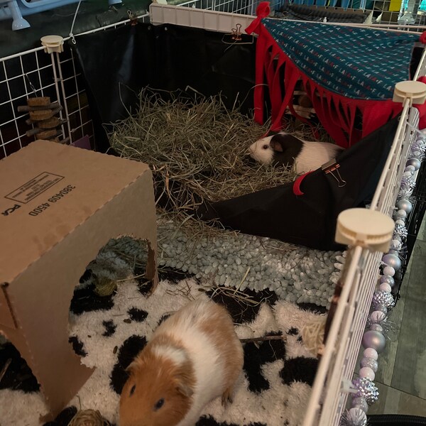 Hayzee Hay Holder: Encourages Natural Burrowing, Less Mess, Waterproof ...