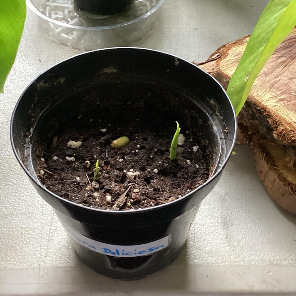 Mican Philodendron Velvet Leaf Philo Indoor & Outdoor Live Tropical ...