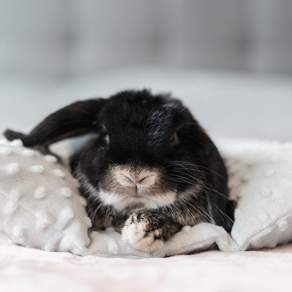 DIGITAL DOWNLOAD PLANS for Luxury Bunny Cubby | Rabbit Cat Home Base ...