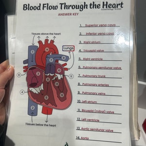 DIGITAL Rote Respiratory Anatomy Worksheets, Answer Keys Included (set ...