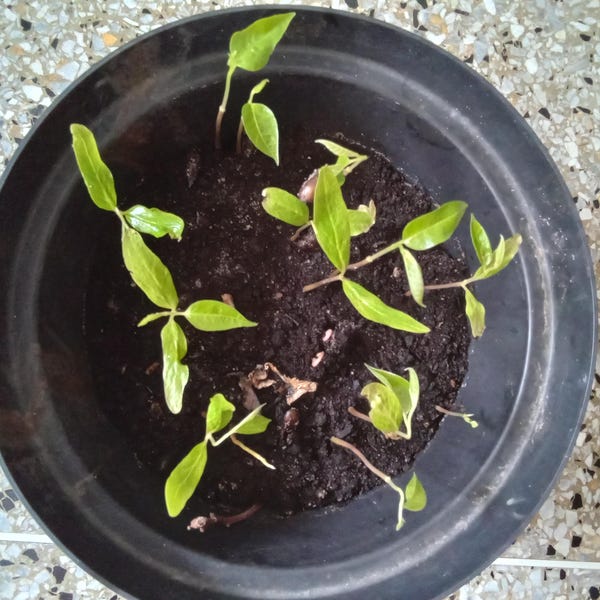Bruce Canistel Seedling Egg Fruit Pouteria Campechiana Zapote Amarillo ...