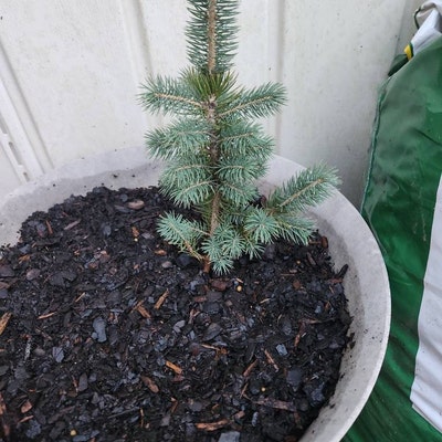 Tamarack Eastern Larch Bare Root 3 Year Old Young Conifer Tree ...