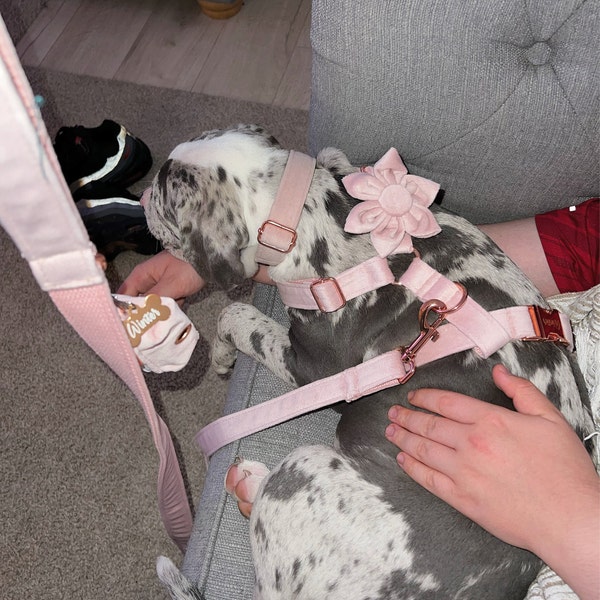 Pink Velvet Dog Harness, Step in Harness Personalised Gold Hardware ...