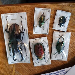 Mixed Real Beetles Package of 5 Pack of Mixed Beetles - Etsy