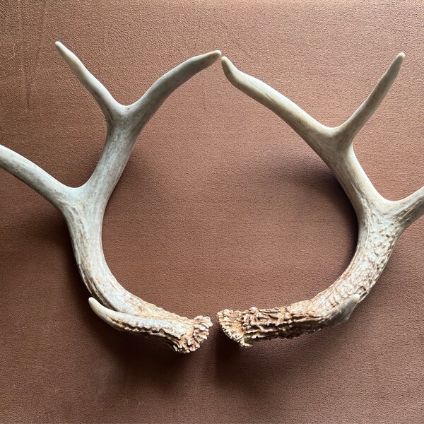 2 Pack Deer Antler. Craft Antler. Grade A Deer Antler. Shed Antlers - Etsy