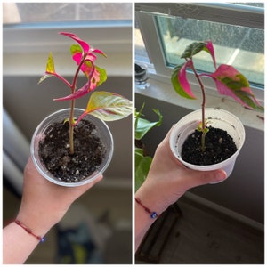 Rare Party Time Pink Plant Starter Plant ALL Starter Plants REQUIRE You ...