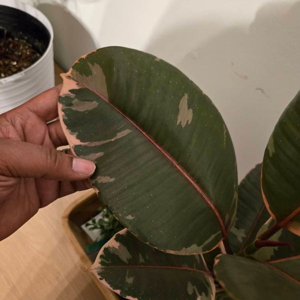 Market Botany Prop Drops - Liquid Propagation Supplement, Root Growth ...