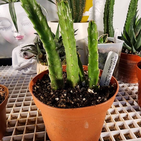 Starfish Cactus | 4 Inch | Carrion Flower | Stapelia Hirsuta | Rare ...