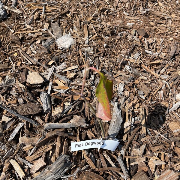 12 Lily of the Valley Root Systems, Convallaria Majalis, Bell Shaped ...