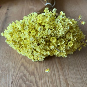 Dry and Preserved Botao Flowers, Dry Babala, Dry Worm Grass in Fuchsia ...